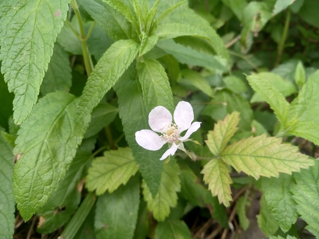southern dewberry from McAllen, TX 78503, USA on February 10, 2023 at ...