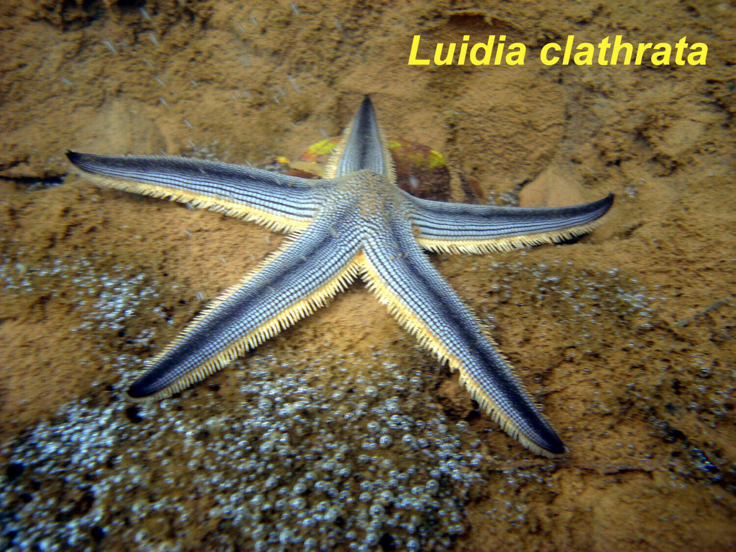 Luidia clathrata (Say, 1825)