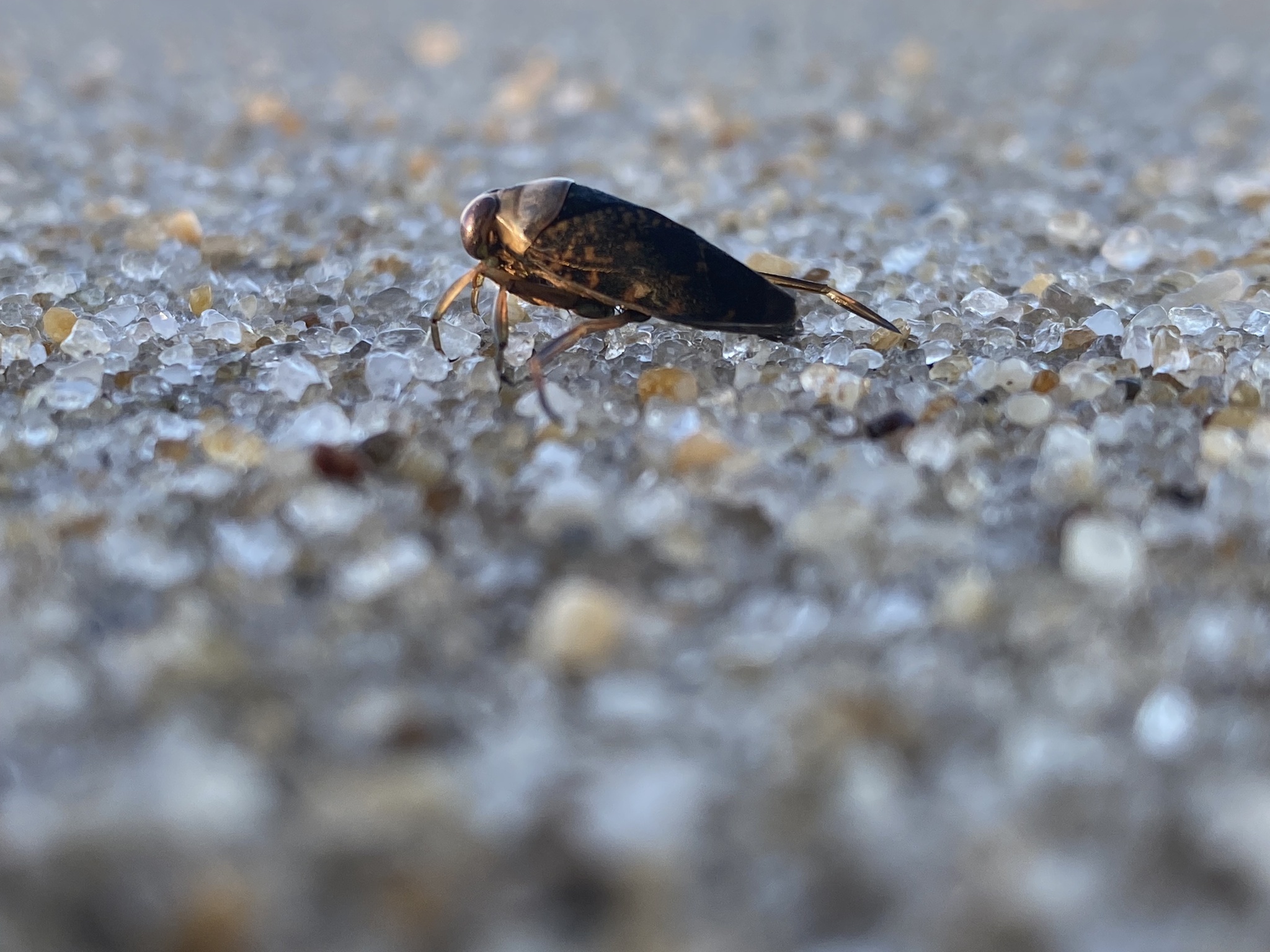 Notonecta irrorata Uhler, 1879