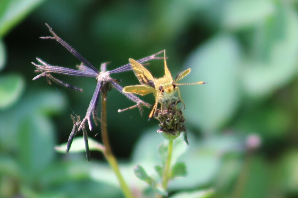 Grass Darts and Darters from Brisbane QLD, Australia on February 12 ...
