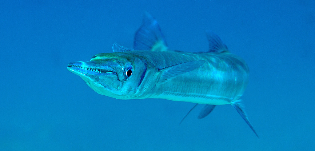 Needlefishes (Belonidae) - Marine Life Identification