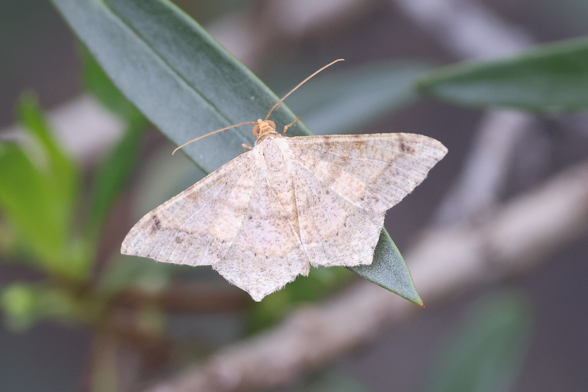 Macaria abydata Guenée