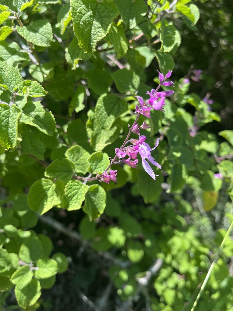 Large Shellbush (Ocimum labiatum) - Botanical Realm