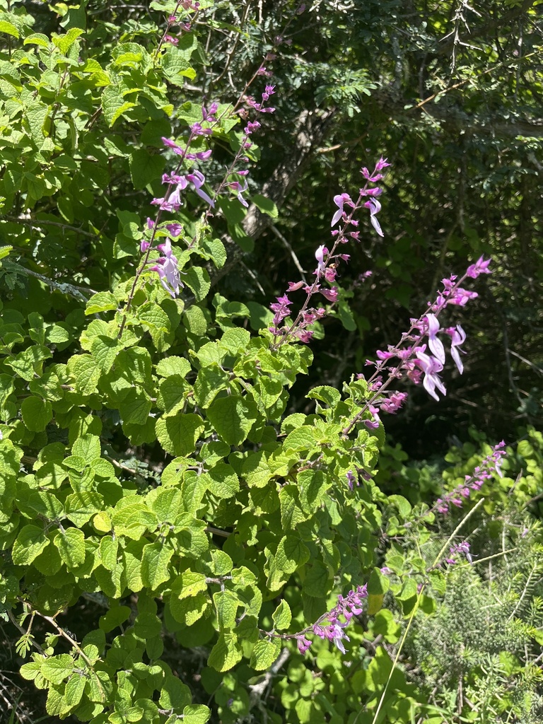 Large Shellbush (Ocimum labiatum) - Botanical Realm