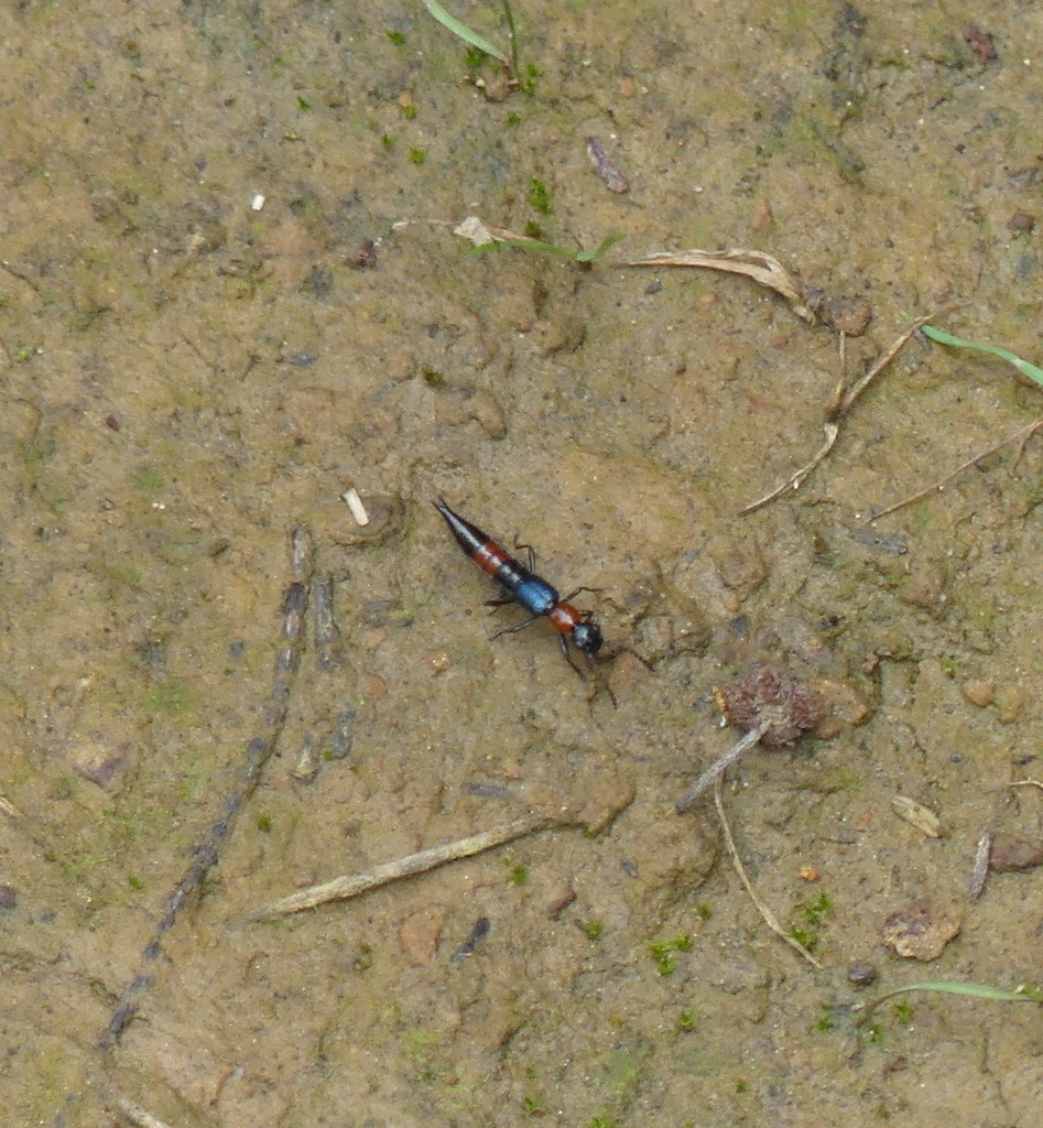 Paederus cruenticollis in February 2023 by matthewlh · iNaturalist