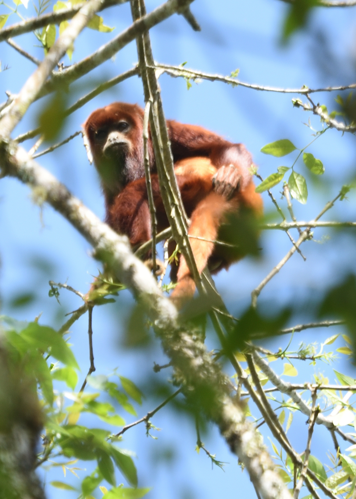 Alouatta seniculus (Linnaeus, 1766)