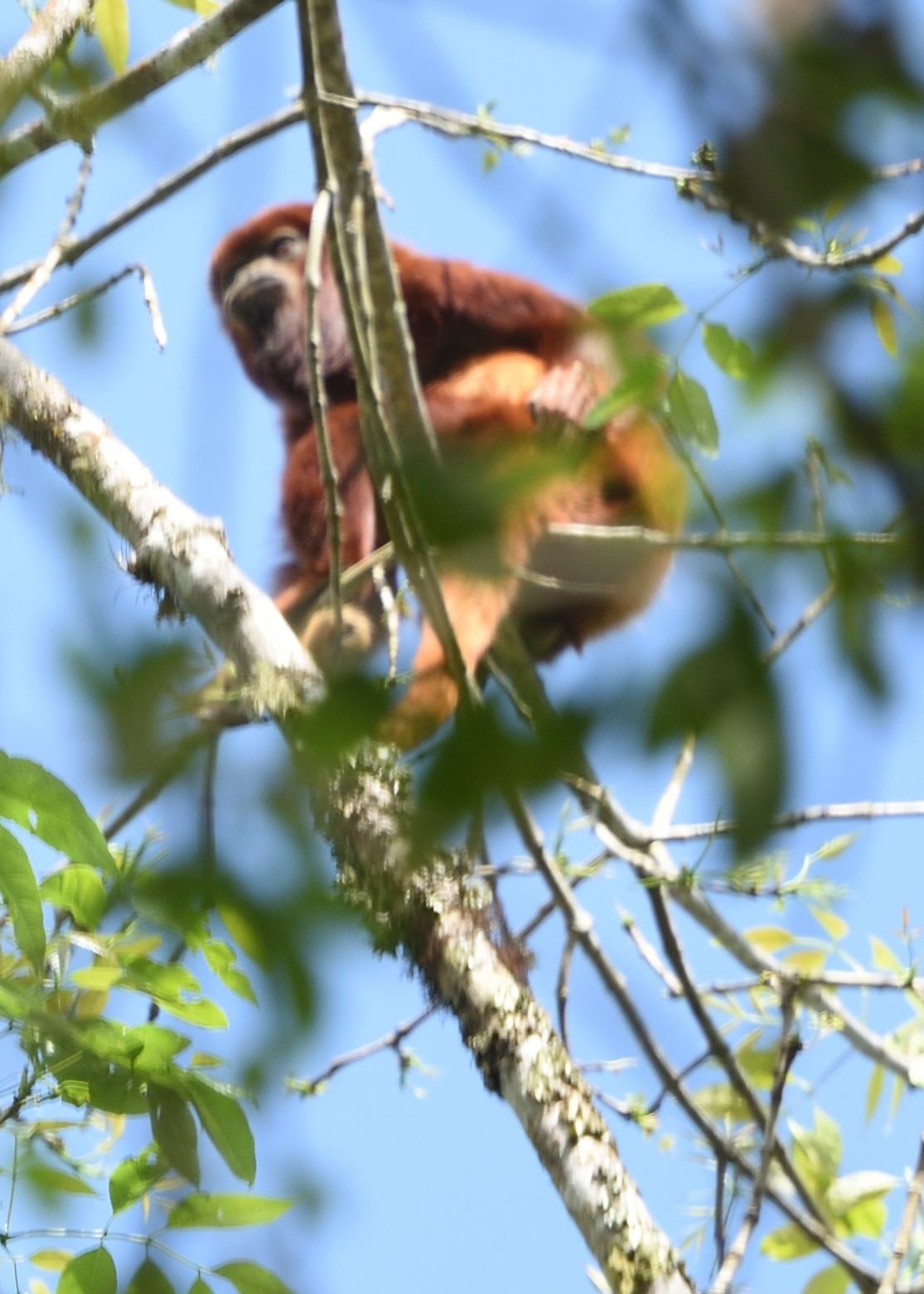 Alouatta seniculus (Linnaeus, 1766)