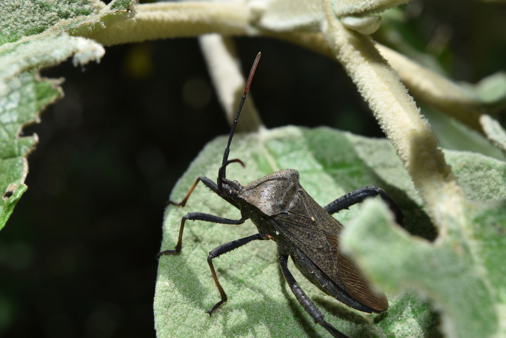 Florida Leaf-footed Bug from San Miguel de Allende, Gto., México on ...