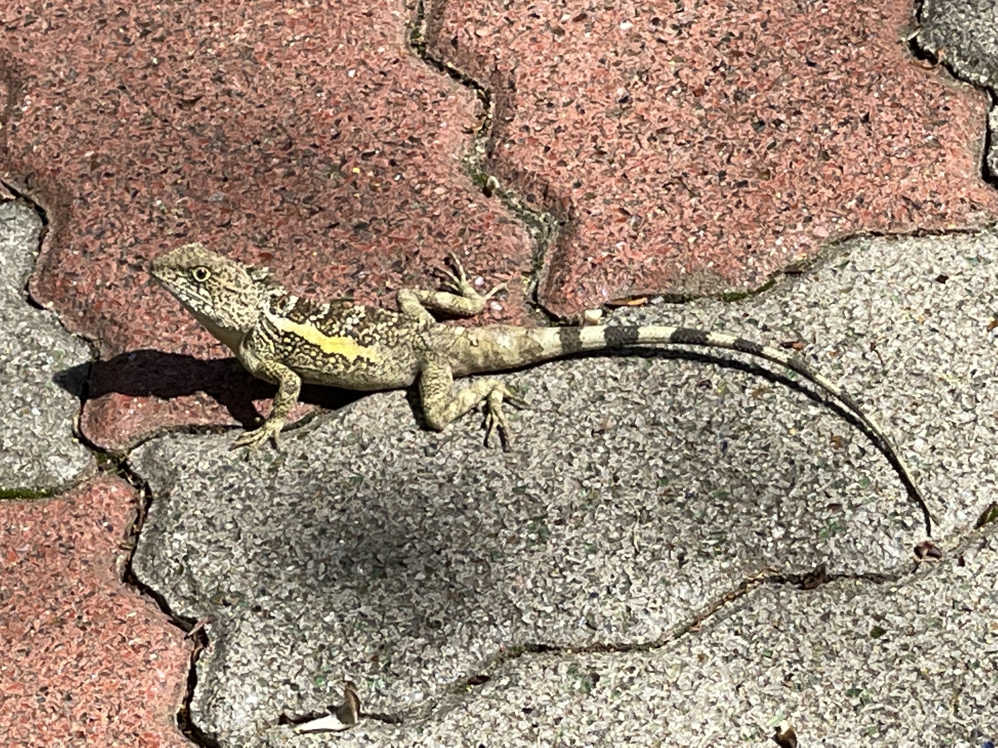 Diploderma swinhonis (Günther, 1864)