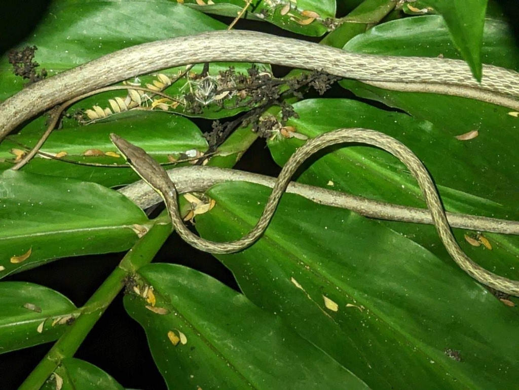 Köhler’s Vine Snake from Quepos on February 11, 2023 by Taylor Fite ...