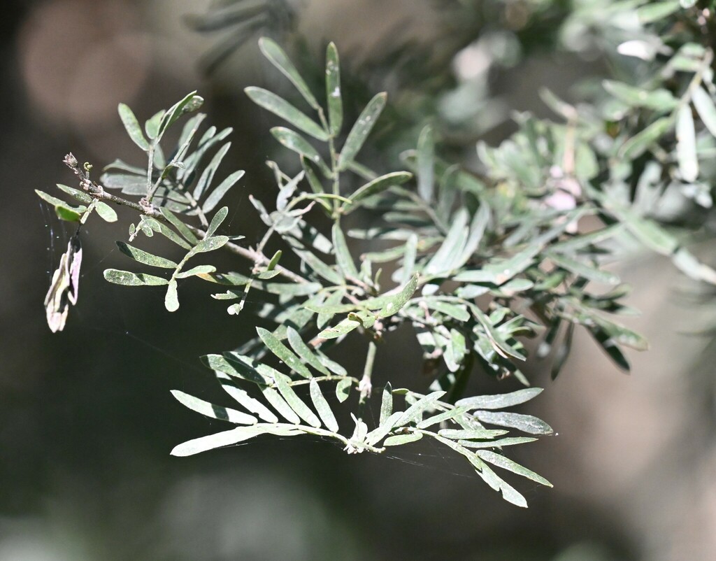 Texas lignum-vitae from Brownsville, TX, USA on February 11, 2023 at 01 ...