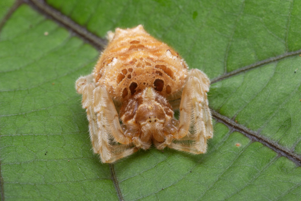 Ordgarius sexspinosus from Yio Chu Kang, Singapore on February 11, 2023 at 09:47 PM by budak ...