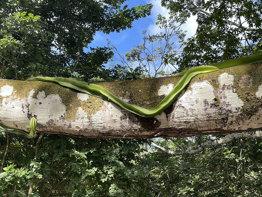 Deamia testudo (Karw.) Britton & Rose