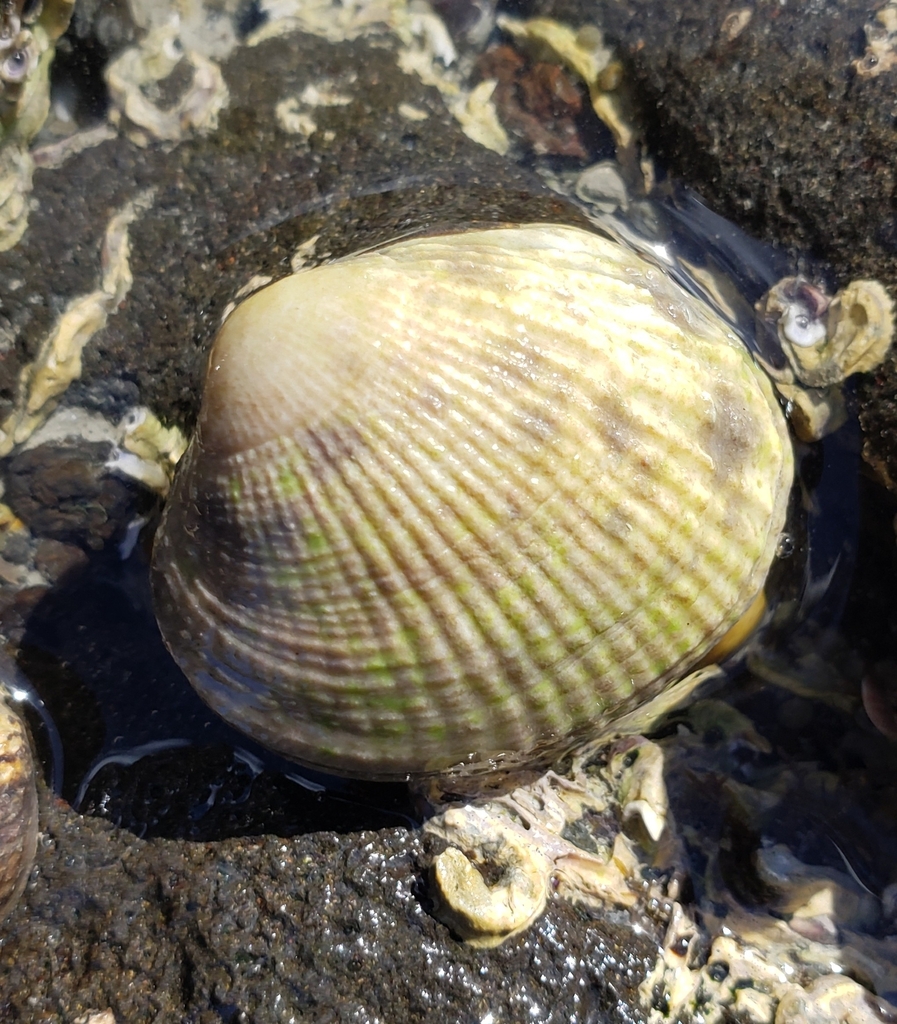 Heavy-ribbed Venus from Canterbury, New Zealand on February 12, 2023 at ...