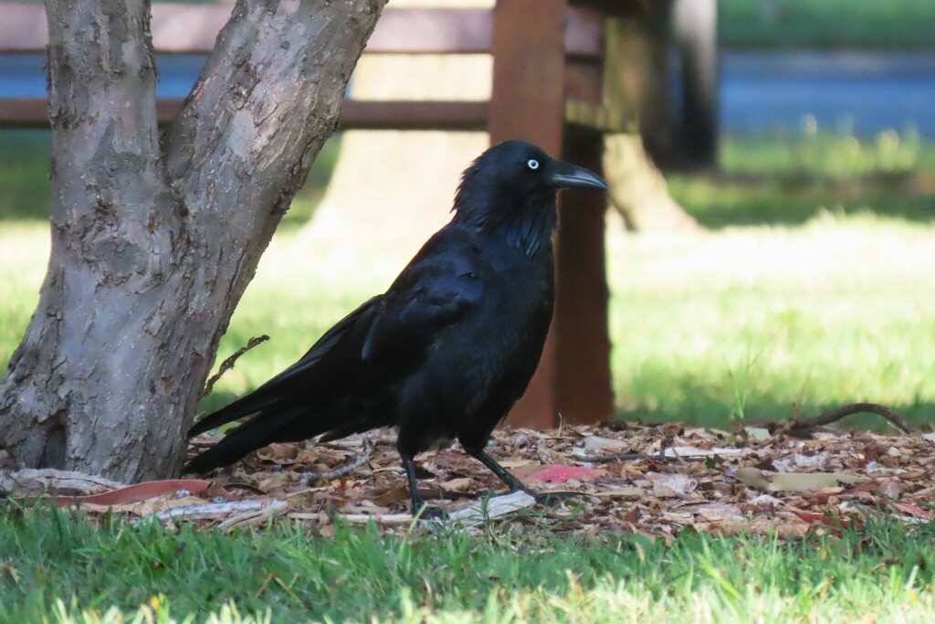 Australian Raven from Bowen Park and Foreshore, LBG, ACT, Australia on February 12, 2023 at 08: ...