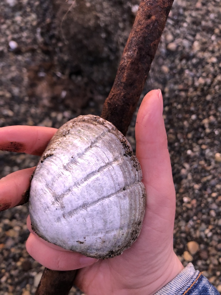 Butter Clam from Burley Lagoon, Gig Harbor, WA, US on February 11, 2023 ...