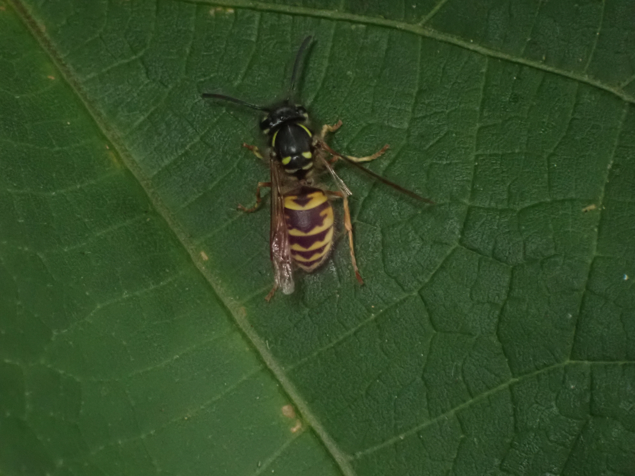 Vespula vulgaris (Linnaeus, 1758)