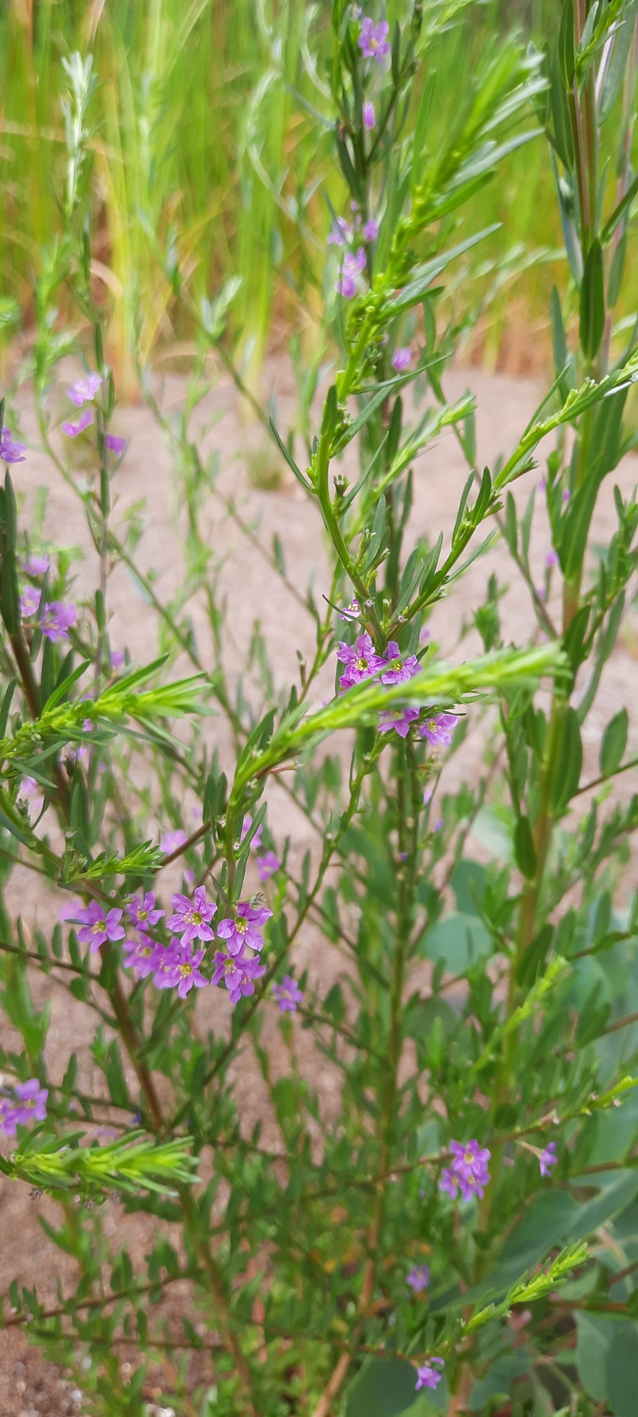 Lythrum paradoxum Koehne