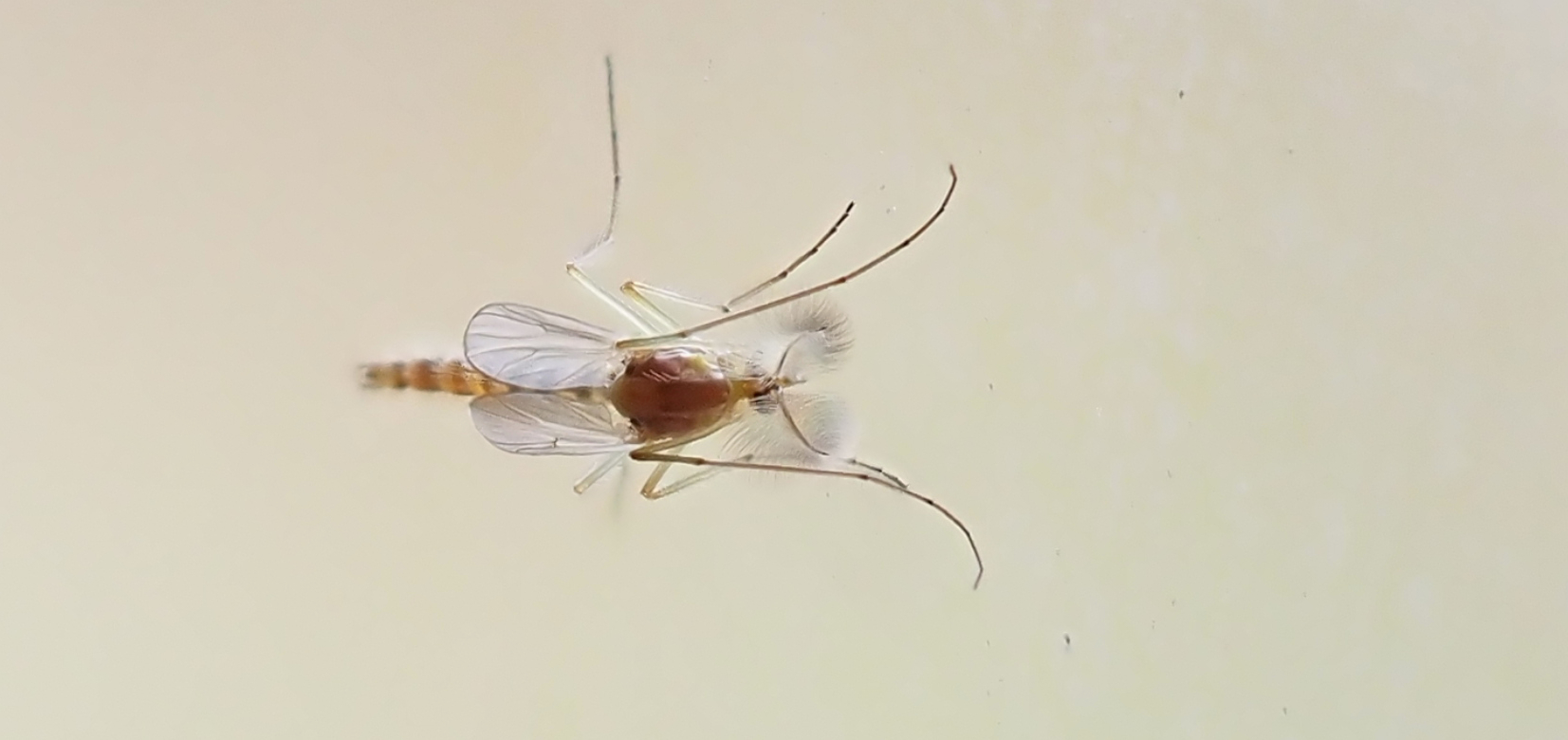 Chironomidae