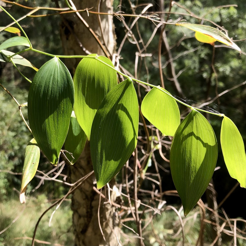 Wombat Berry from Wategora Reserve, Chester Hill, NSW, AU on February ...