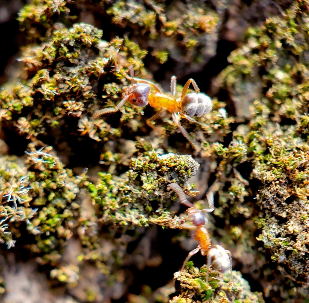 Western Velvety Tree Ant in February 2023 by Gene H. The second ...