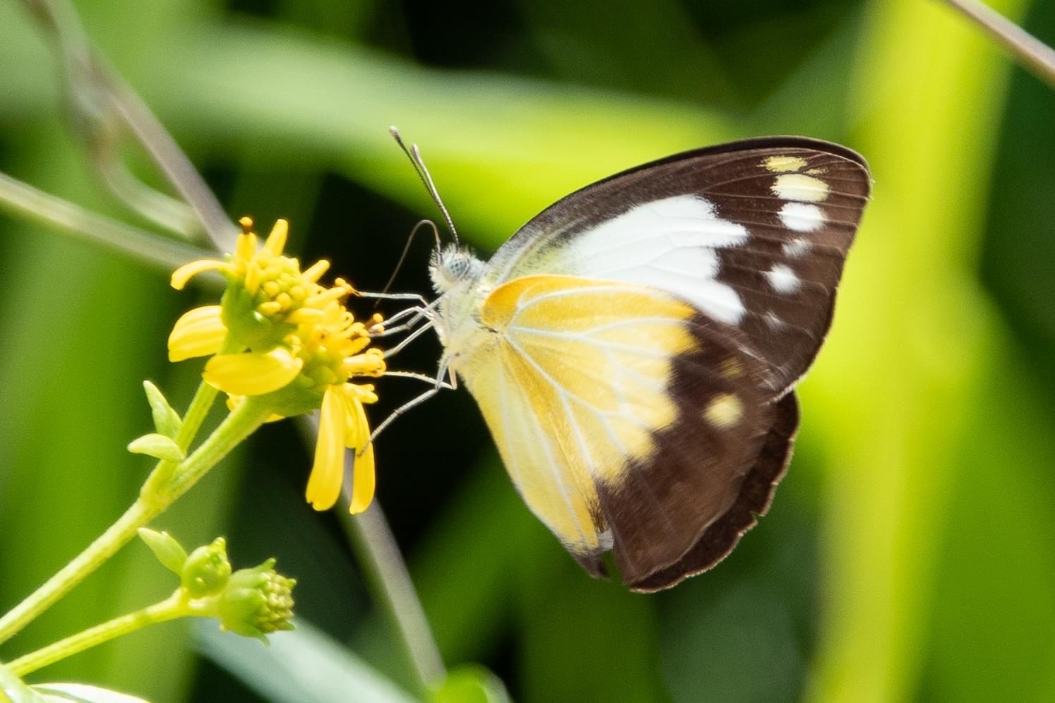 Cepora perimale (Donovan, 1805)