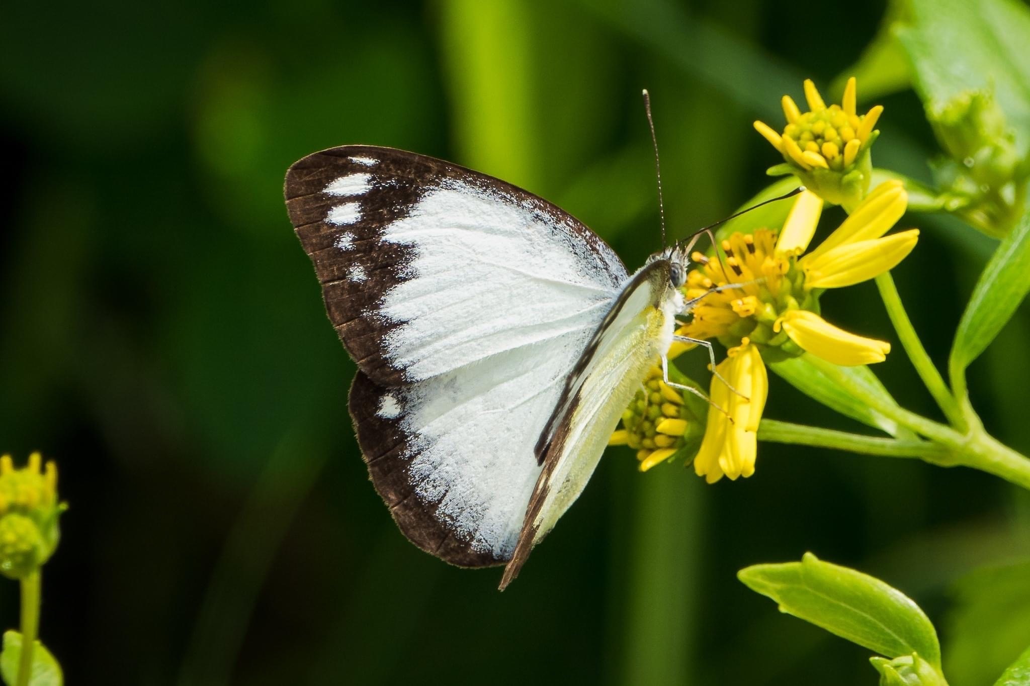 Cepora perimale (Donovan, 1805)