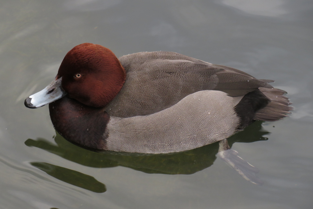 Common Pochard × Ferruginous Duck (Aythya ferina × nyroca) - Avian ...