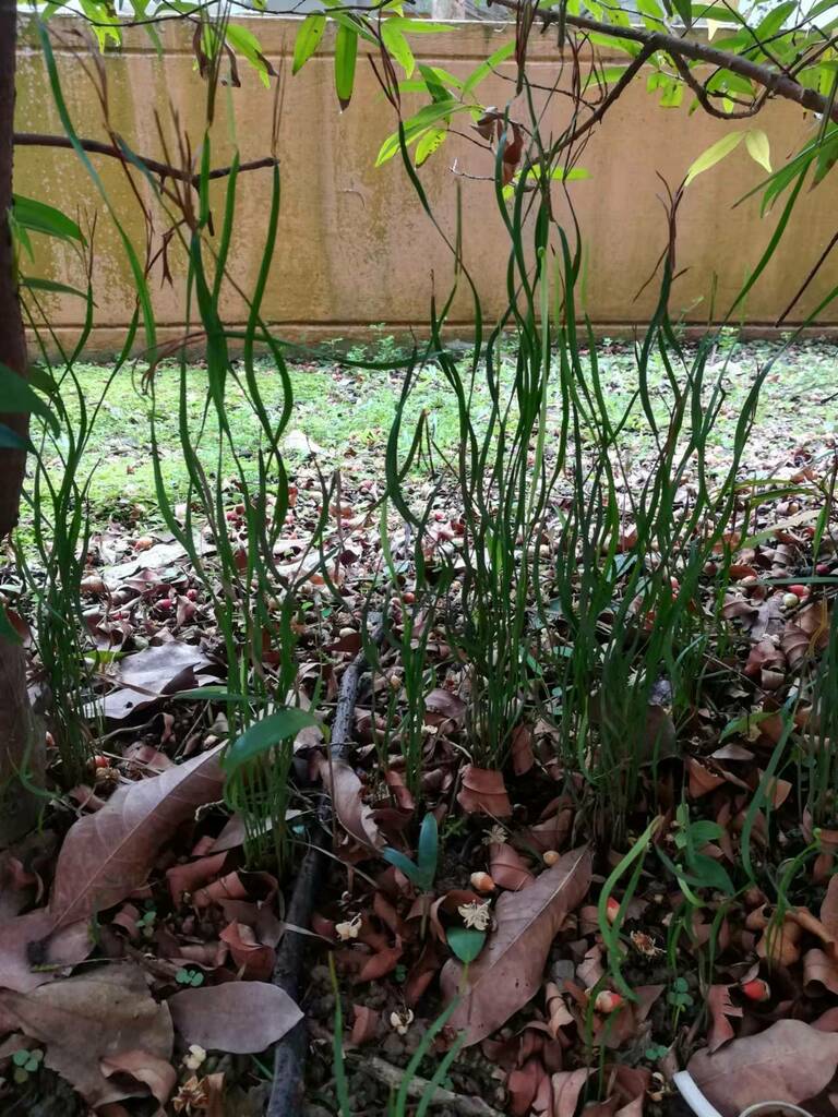 Actinostachys digitata from 57 Commonwealth Dr, Singapore 140057 on ...