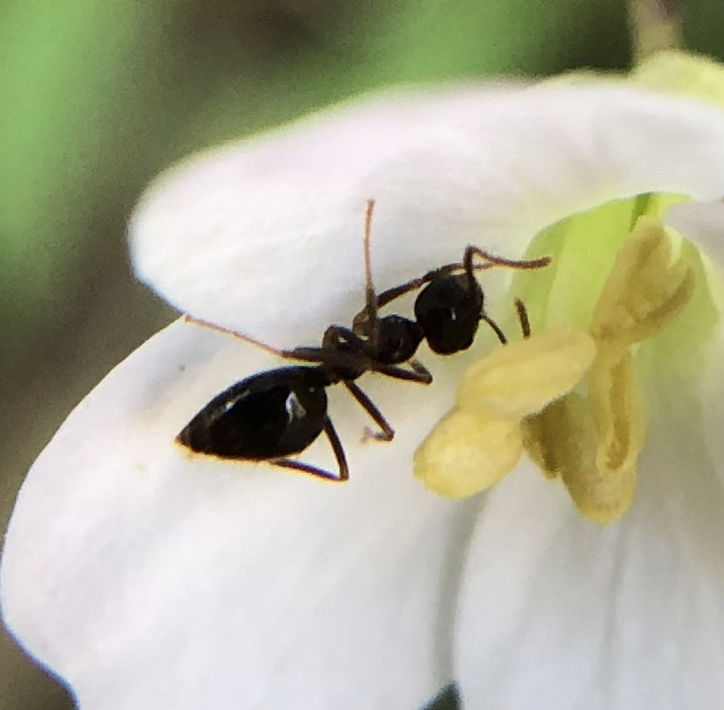 American Winter Ant from Hain Wilderness, Paicines, CA, US on February ...
