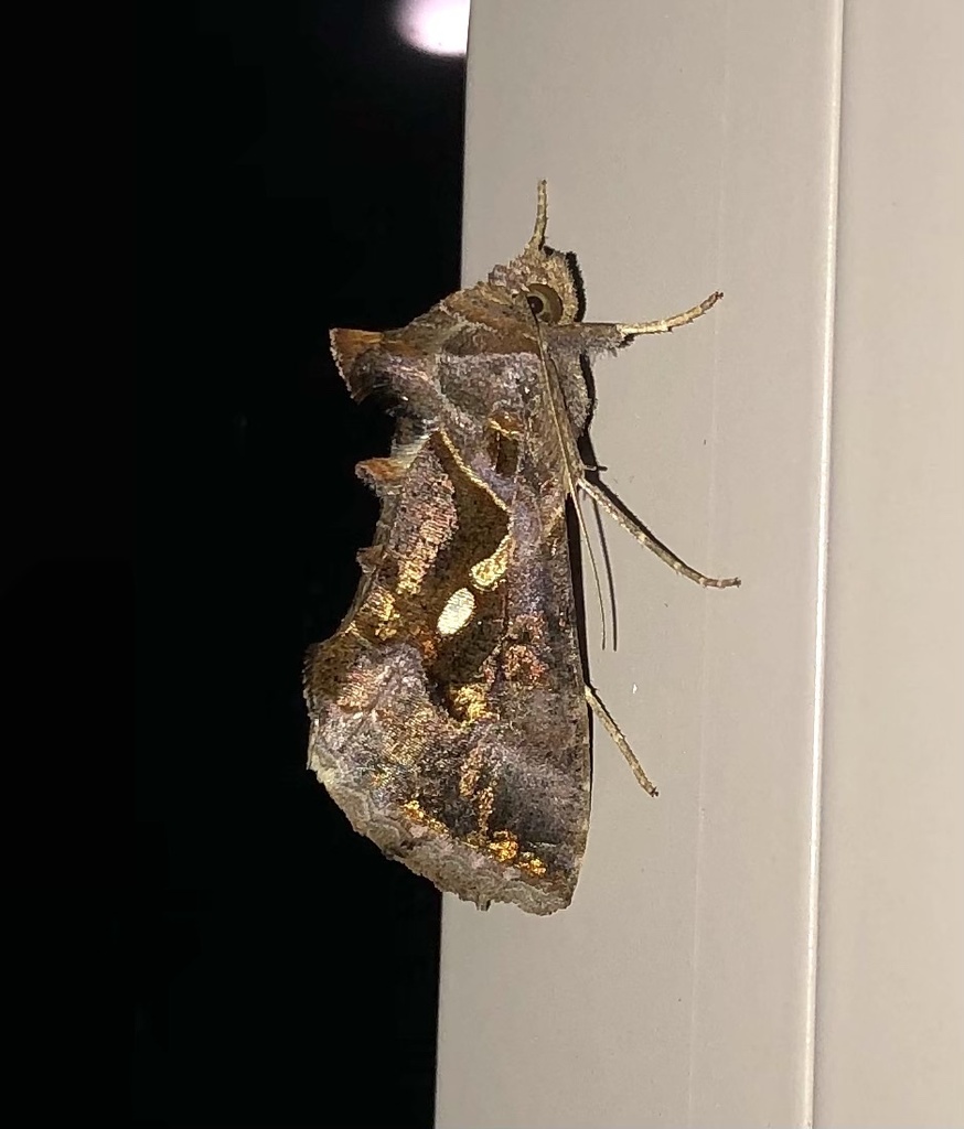 Green Garden Looper from Te Ika-a-Māui/North Island, New Plymouth ...