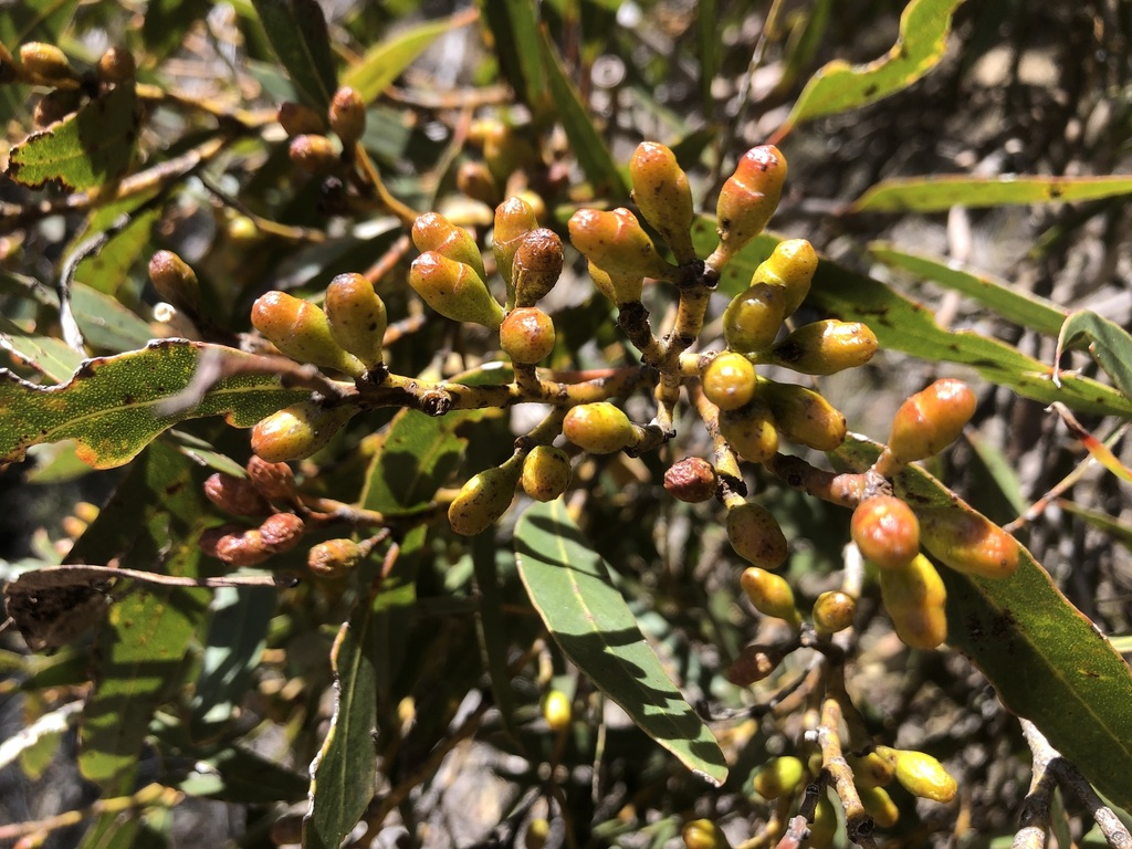 glossy-leaved red mallee from Brimbago SA 5267, Australia on February ...