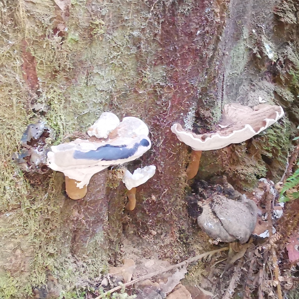 red-staining stalked polypore from Mount Field TAS 7140, Australia on ...