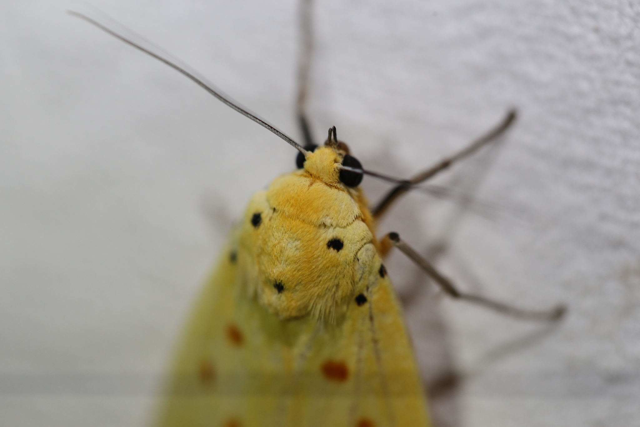 Agape chloropyga (Walker, 1854)