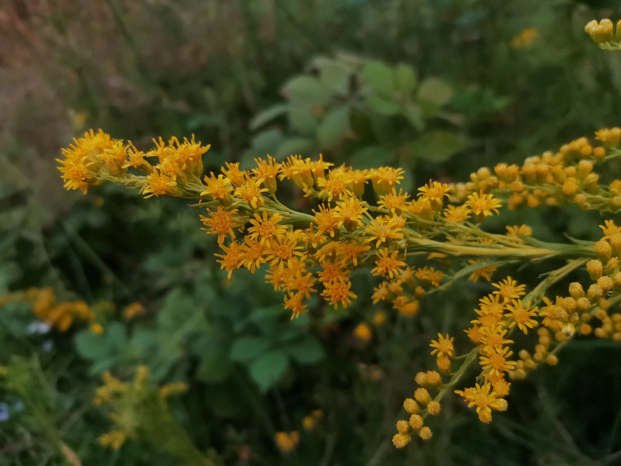 Solidago chilensis Meyen