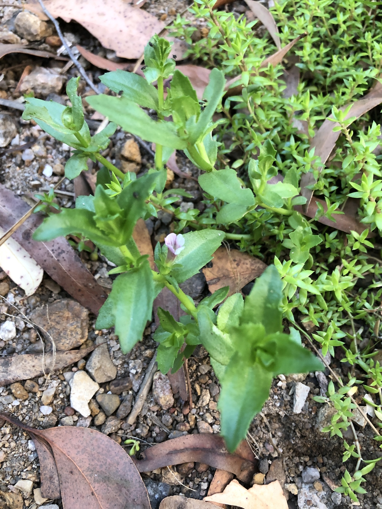Gratiola L.