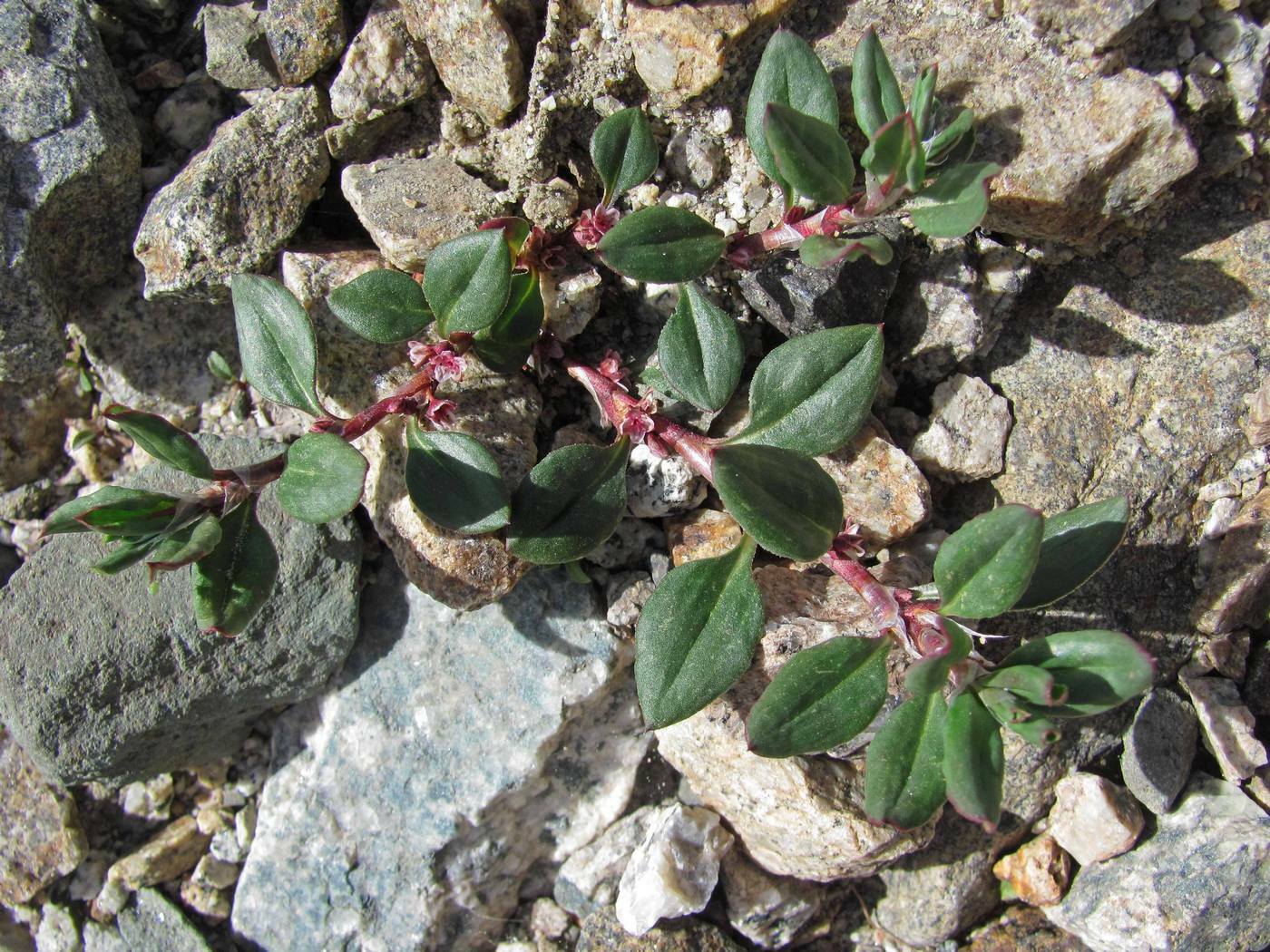 Polygonum cognatum Meisn.