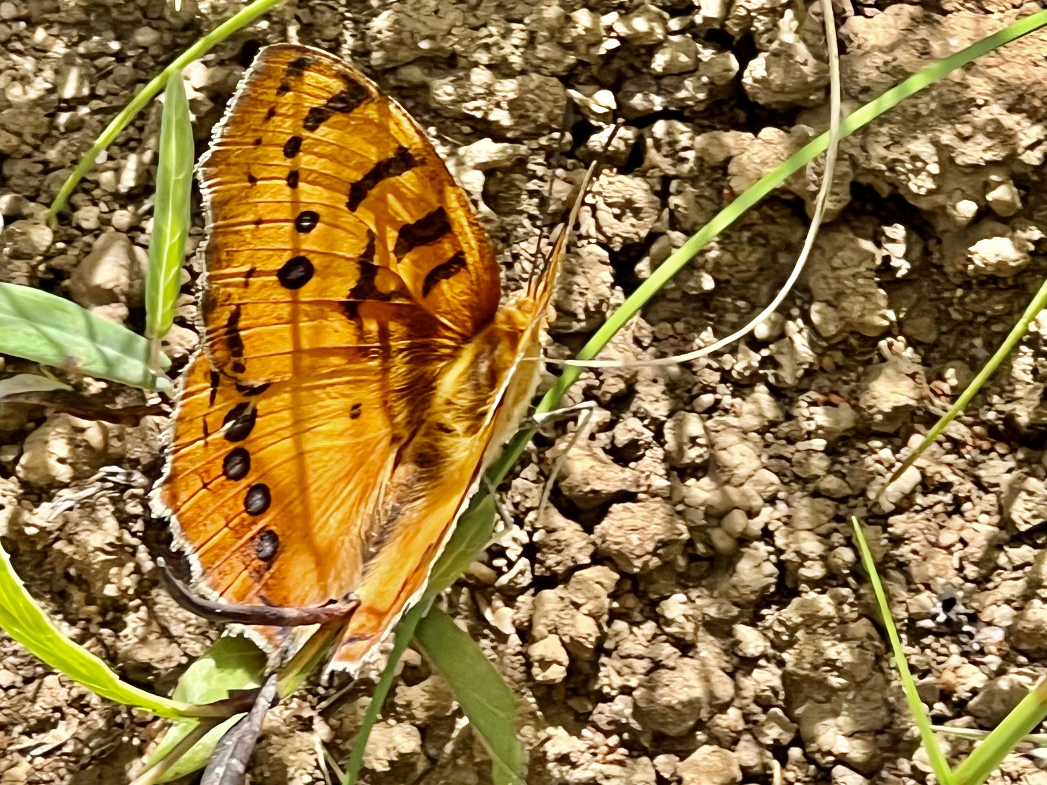 Catacroptera Karsch, 1894