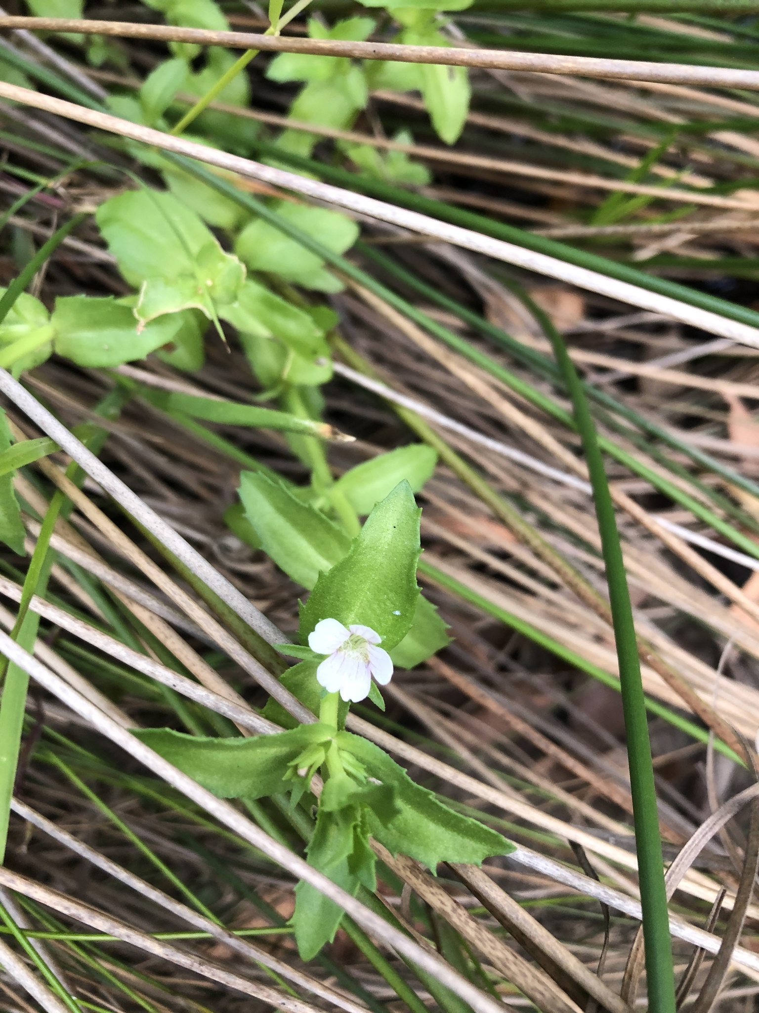 Gratiola L.