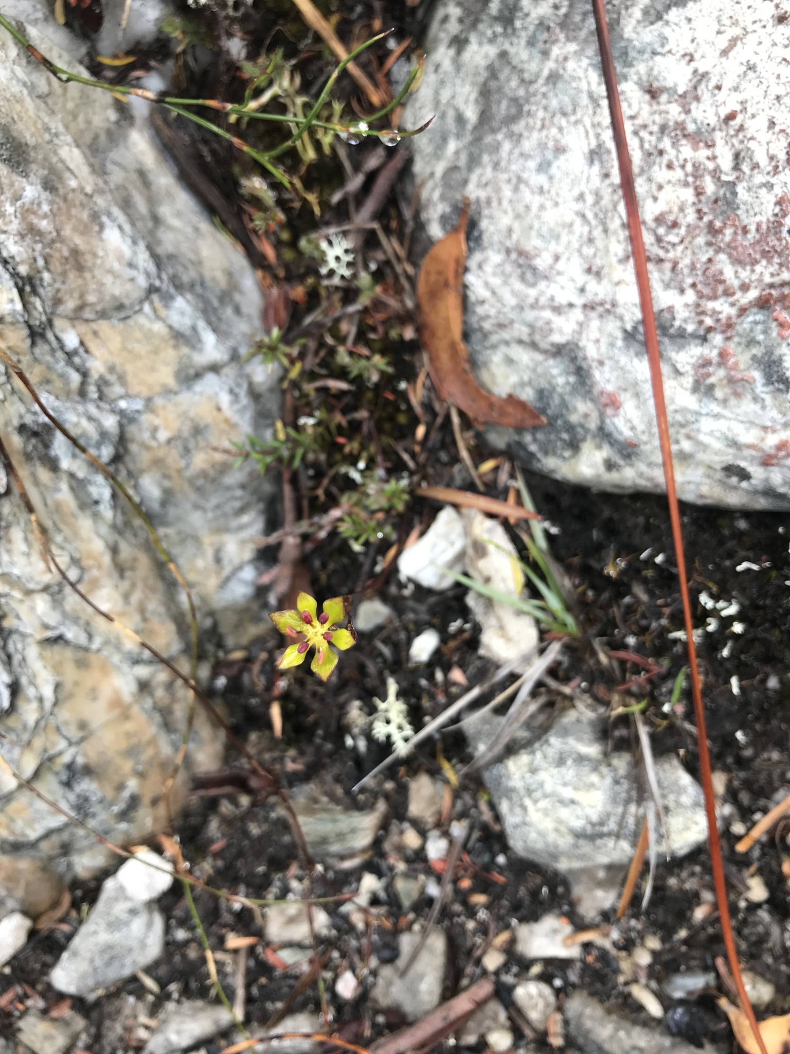 Campynema lineare Labill.