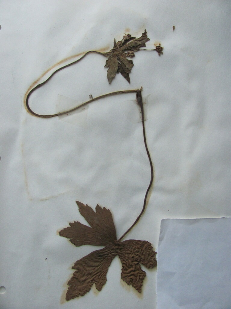Hooked buttercup in May 1986 by Chuck Thomas. stems and petioles with ...