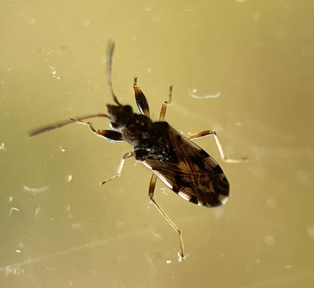 Remaudiereana inornata from Frankston South, VIC, AU on February 12 ...