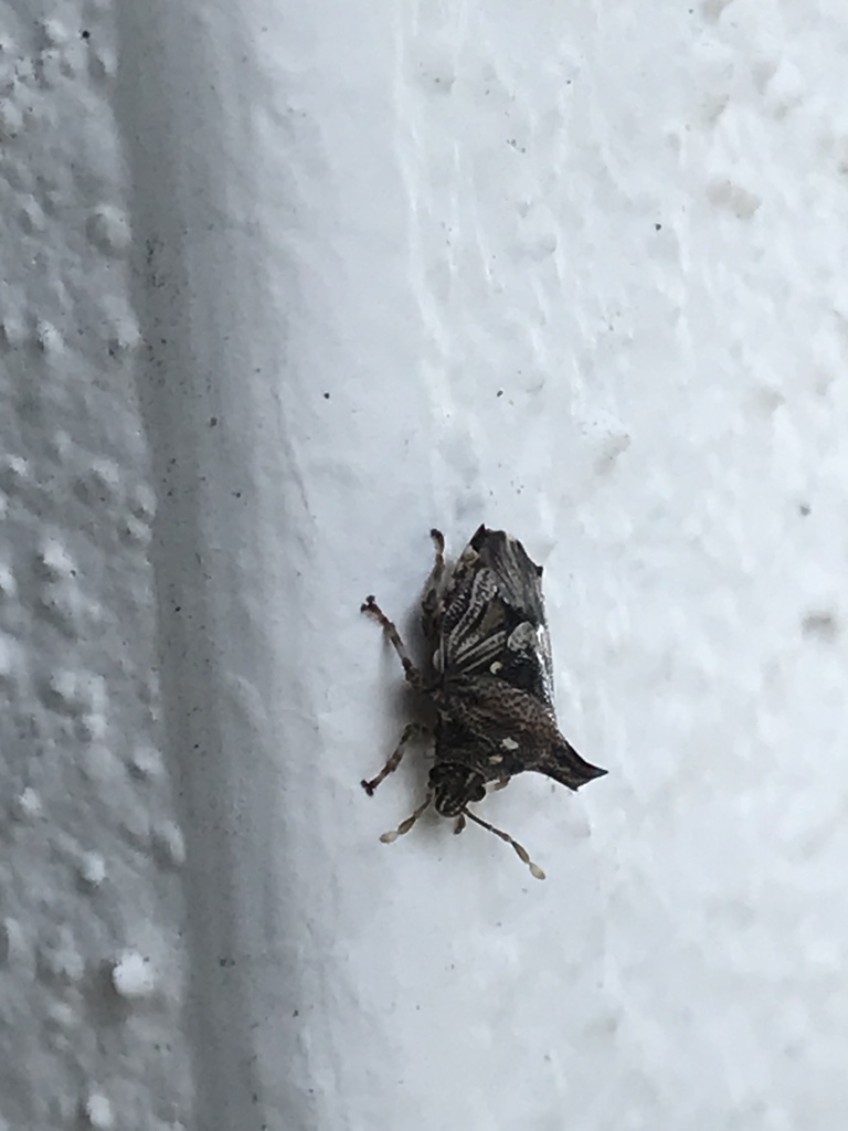 Panaetius lobulatus from Tomoka Cl, Peregian Springs, QLD, AU on ...