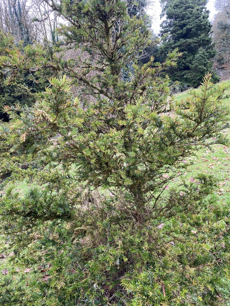 common juniper from Kingfisher Cycle Route, Enniskillen, Northern ...