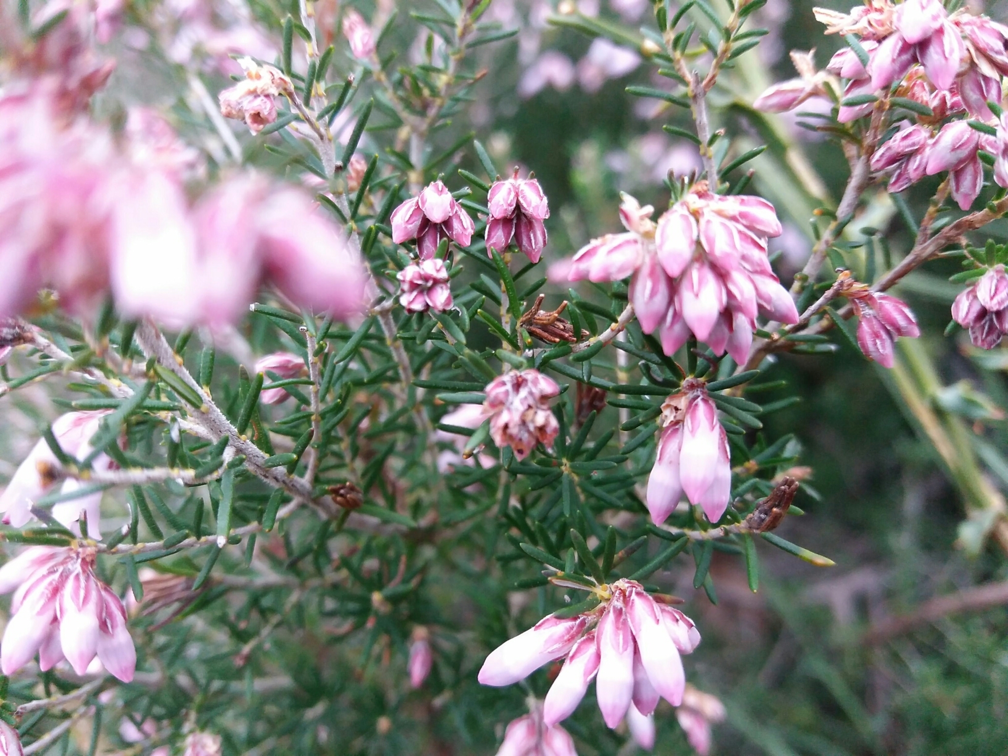 Erica australis L.