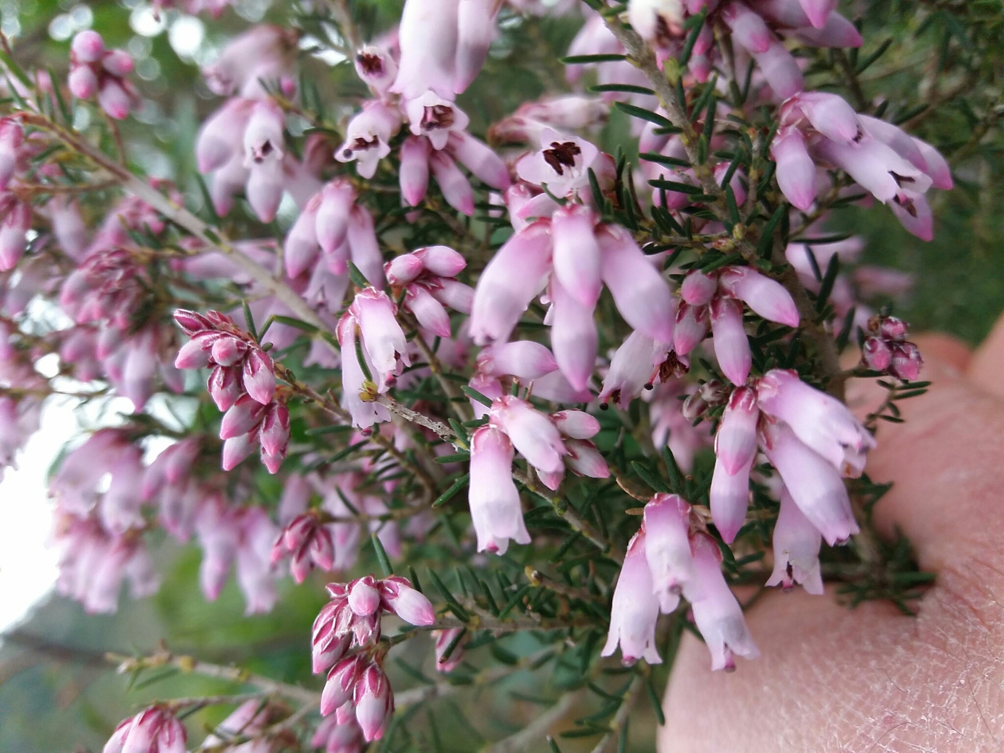 Erica australis L.