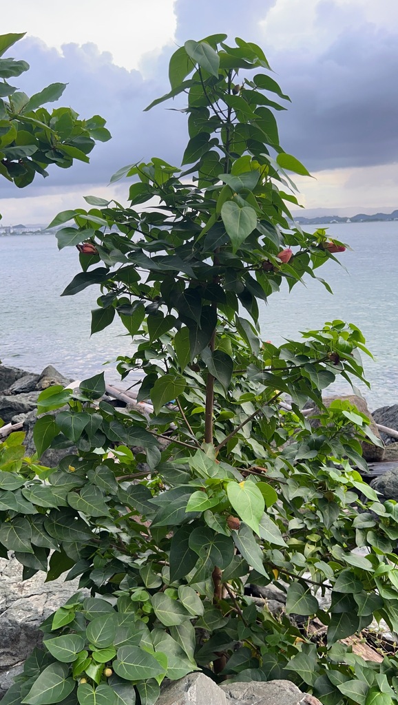 Flor de Maga from San Juan Antiguo, San Juan, Puerto Rico on November ...