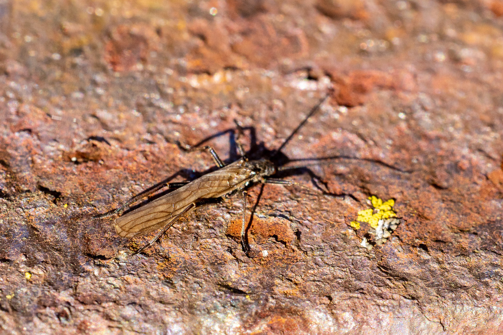 Winter Stoneflies from Herndon, PA, USA on February 11, 2023 at 11:28 ...
