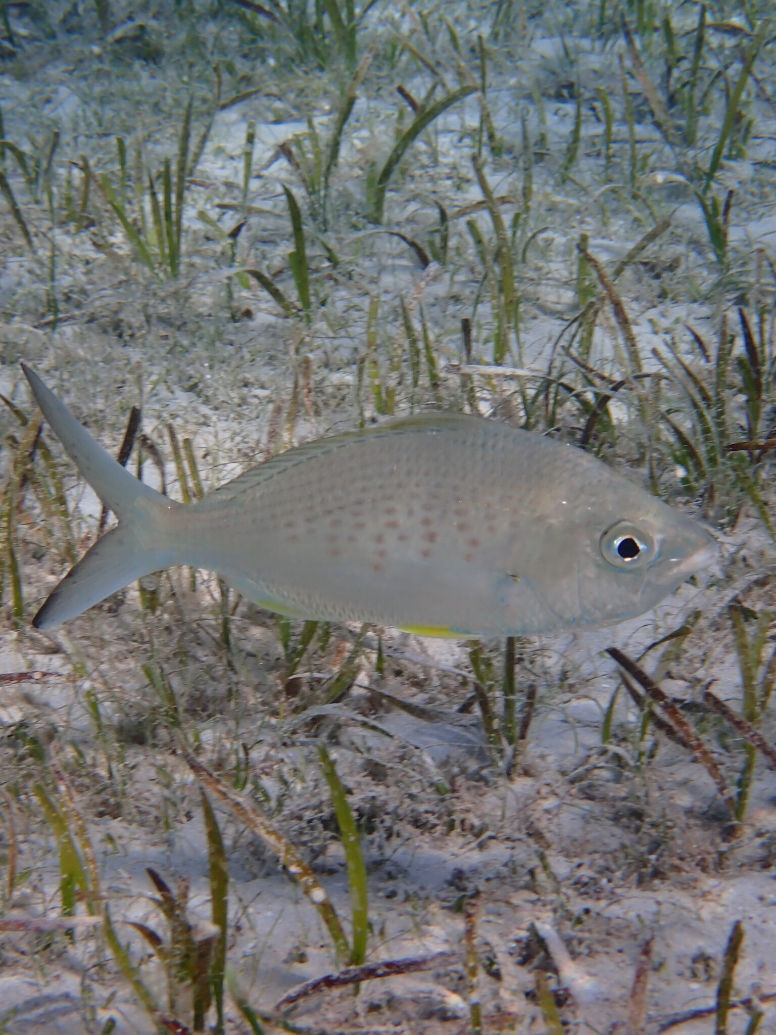 Gerres longirostris (Lacepède, 1801)