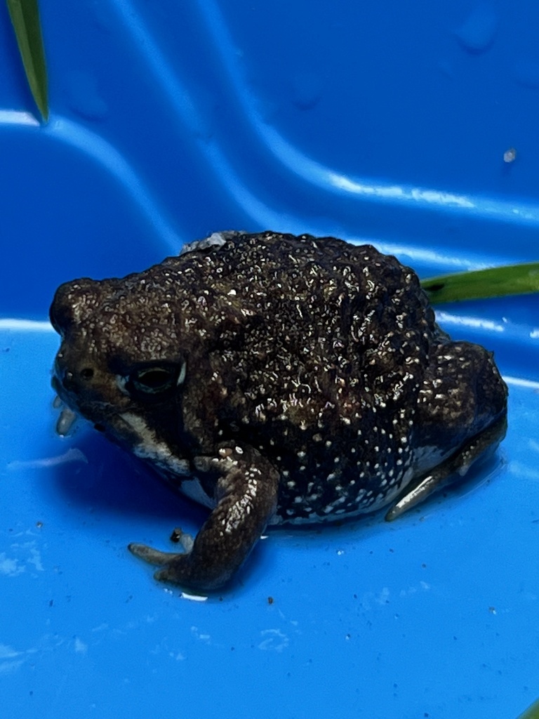Common Rain Frog from Clarinet Street, Centurion, GP, ZA on December 13 ...